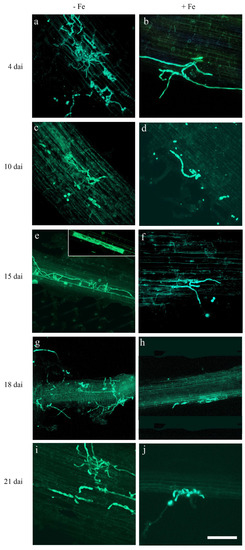 Effect of the Nonpathogenic Strain Fusarium oxysporum FO12 on Fe ...