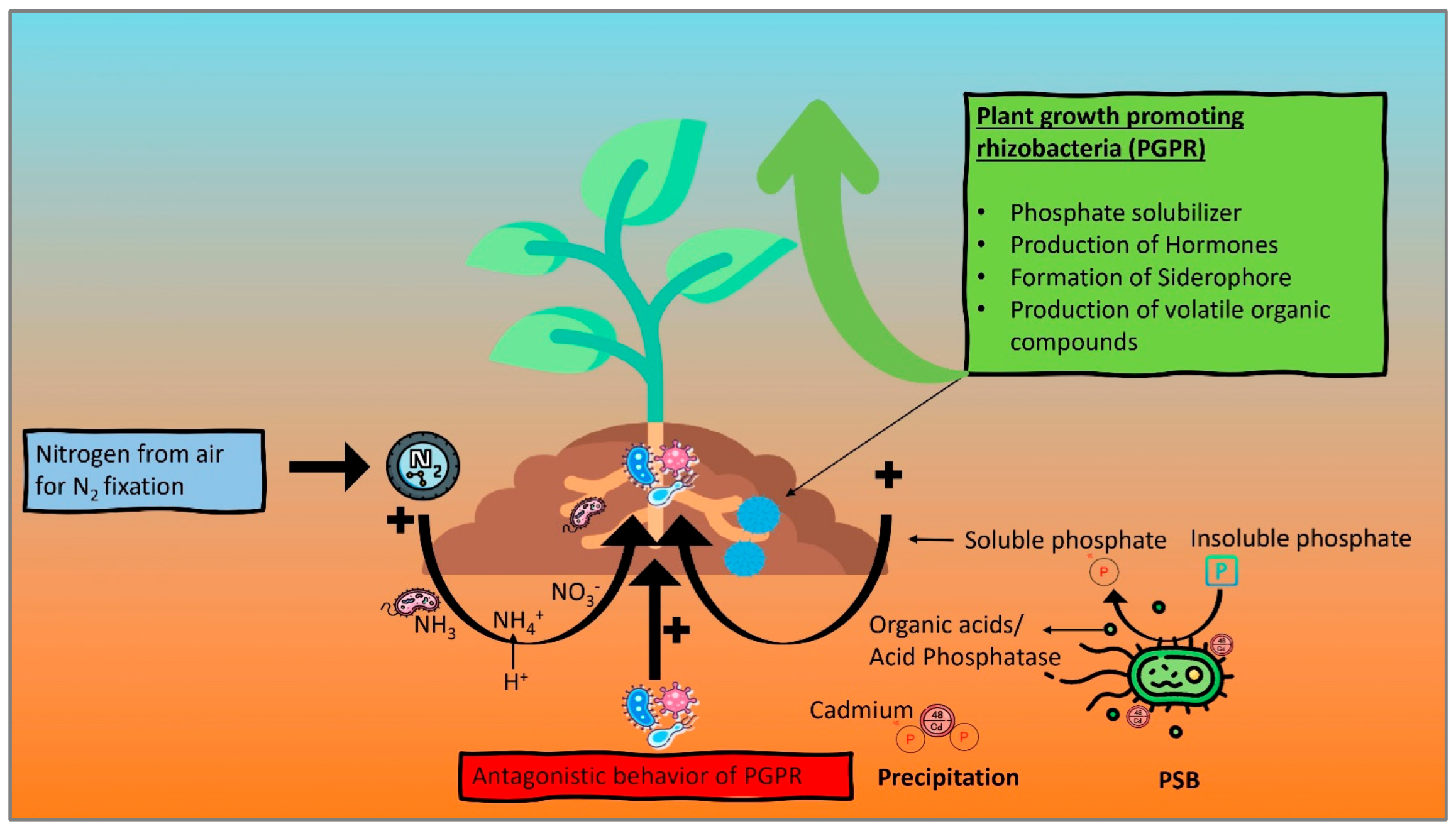 Recent Advances in Microbial-Assisted Remediation of Cadmium Recent Advances in Microbial-Assisted Remediation of Cadmium