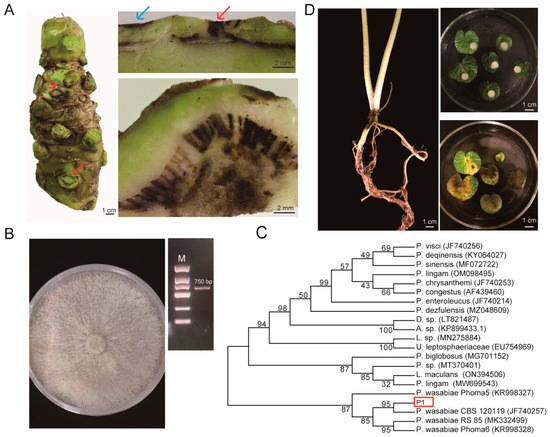 Screening for Fungicide Efficacy in Controlling Blackleg Disease in ...
