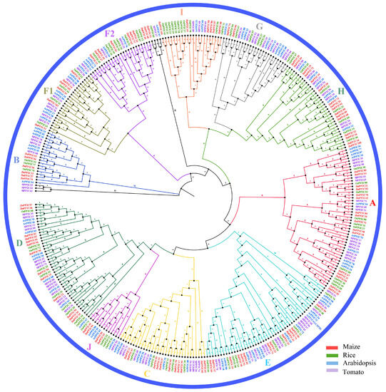 Genome-Wide Identification and Characterization of the PP2C Family from ...