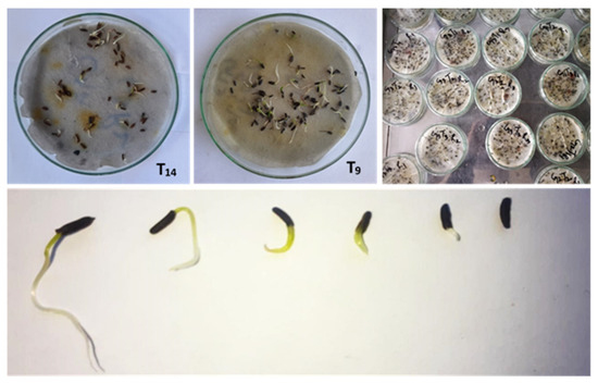 Plant Growth Hormones and Micro-Tuberization in Breaking the Seed ...