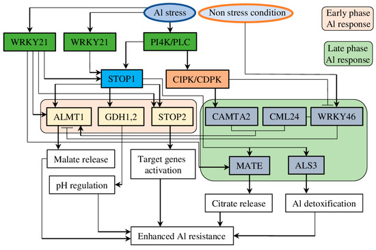 Recent Updates on ALMT Transporters’ Physiology, Regulation, and ...