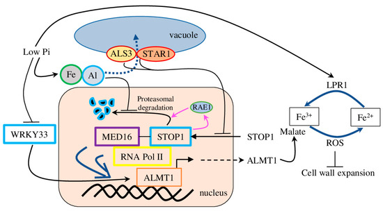 Recent Updates on ALMT Transporters’ Physiology, Regulation, and ...