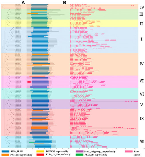 Genome-Wide Identification and Expression Analysis of RLCK-VII ...