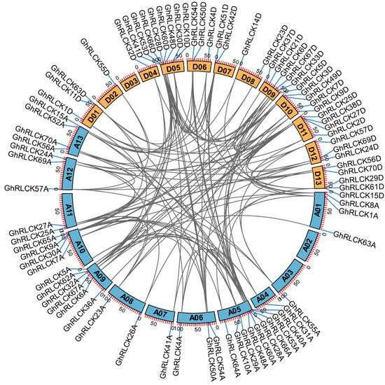 Genome-Wide Identification and Expression Analysis of RLCK-VII ...