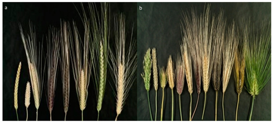 Advancing the Conservation and Utilization of Barley Genetic Resources ...