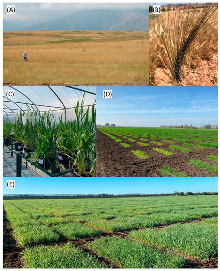 Advancing the Conservation and Utilization of Barley Genetic Resources ...