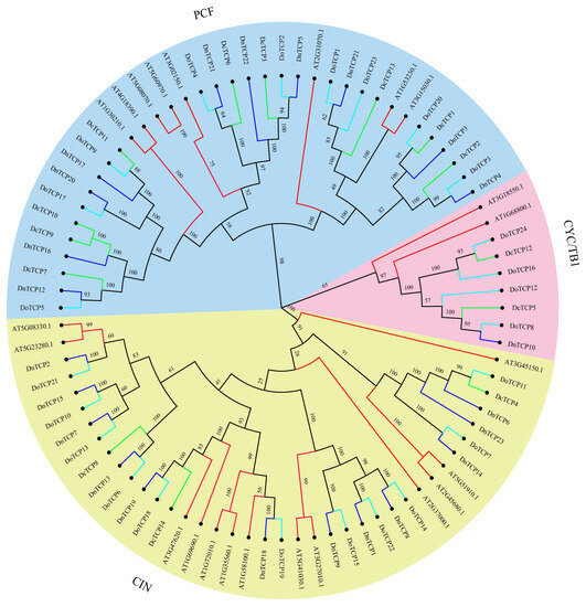 Genome-Wide Identification and Analysis of TCP Gene Family among Three Dendrobium Species