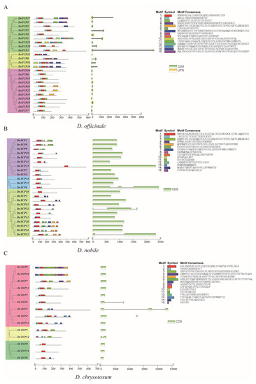 Genome-Wide Identification and Analysis of TCP Gene Family among Three Dendrobium Species