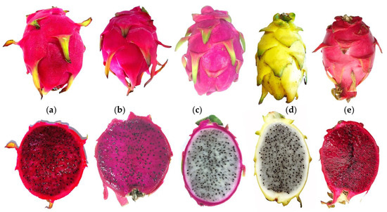 Pitaya as a New Alternative Crop for Iberian Peninsula: Biology and ...