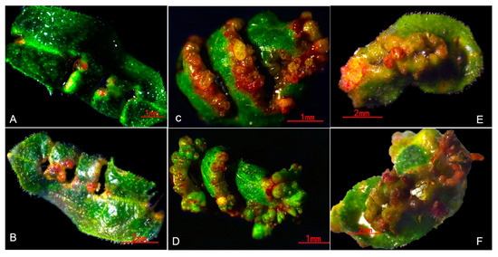 Genome-Wide Identification of the RR Gene Family and Its Expression ...