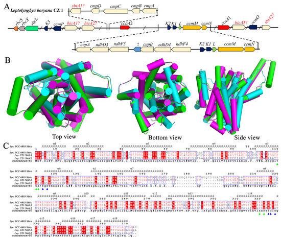 Genomic Analysis of Leptolyngbya boryana CZ1 Reveals Efficient Carbon ...