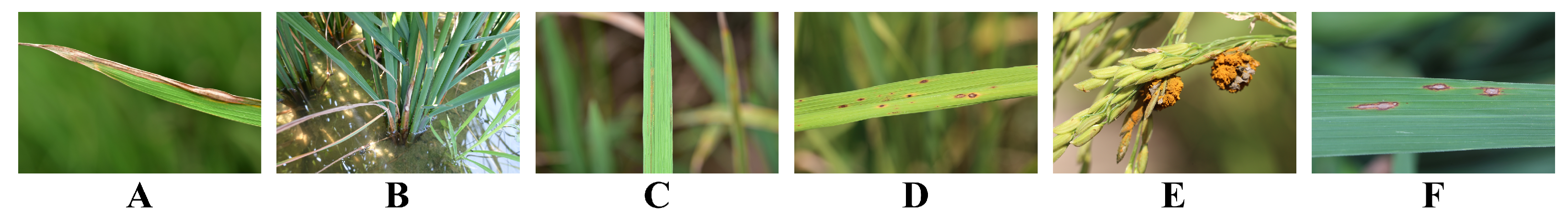 An Interpretable High-Accuracy Method for Rice Disease Detection Based ...