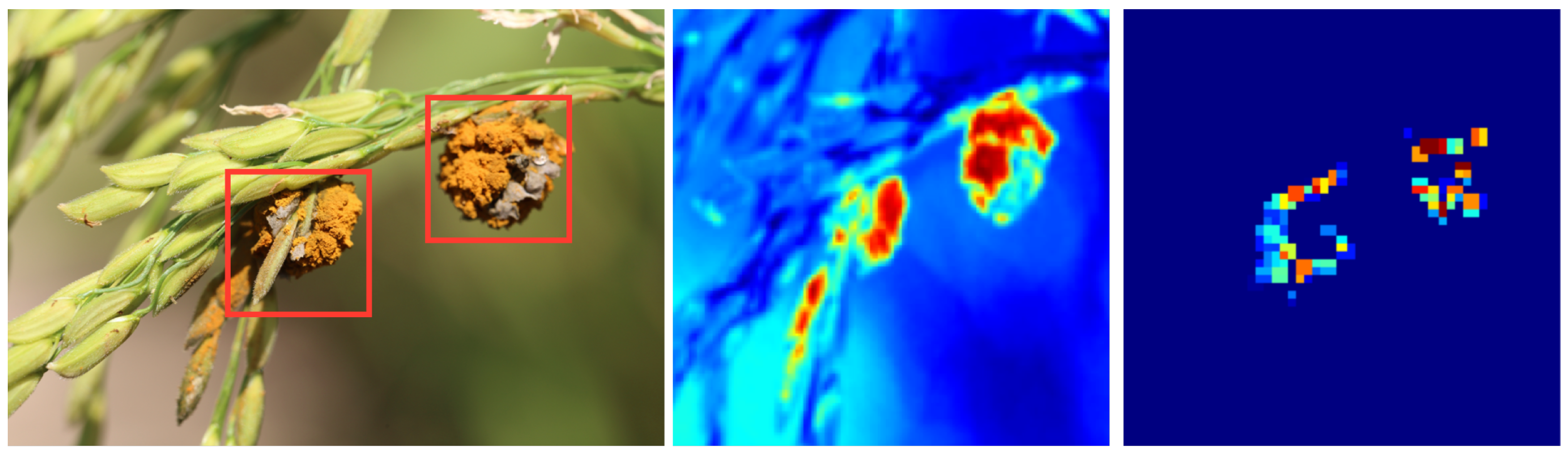 An Interpretable High-Accuracy Method for Rice Disease Detection Based ...