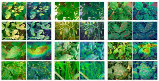 Plant and Disease Recognition Based on PMF Pipeline Domain Adaptation ...