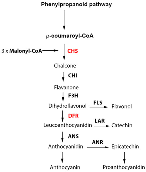 Total Flavonoid Contents and the Expression of Flavonoid Biosynthetic ...