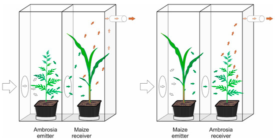 Talking Different Languages: The Role of Plant–Plant Communication When ...