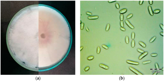 First Report of Hemp Fusarium Wilt Caused by Fusarium oxysporum in Croatia