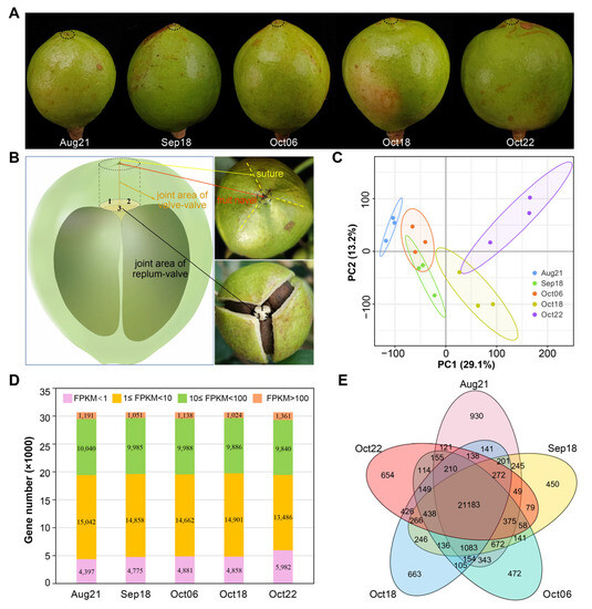 Transcriptomic Time-Course Sequencing: Insights into the Cell Wall ...