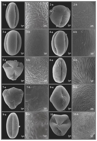 Pollen Morphology in Sorbus L. (Rosaceae) and Its Taxonomic Implications