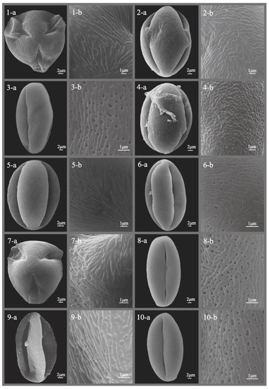 Pollen Morphology in Sorbus L. (Rosaceae) and Its Taxonomic Implications