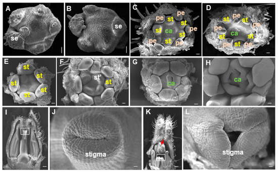 A SUPERMAN-like Gene Controls the Locule Number of Tomato Fruit