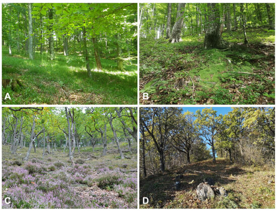 Plants | Free Full-Text | Diversity, Ecology and Phytogeography of ...