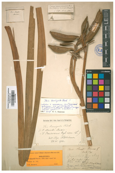 Resolving the Puzzle of Iris maackii (Iridaceae): A Morphological ...