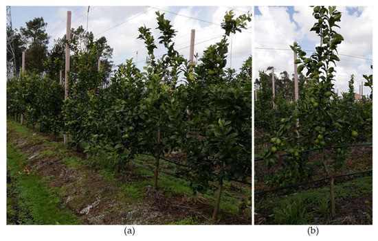 Citrus Pruning in the Mediterranean Climate: A Review