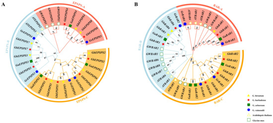 Identification and Expression Analysis of EPSPS and BAR Families in Cotton
