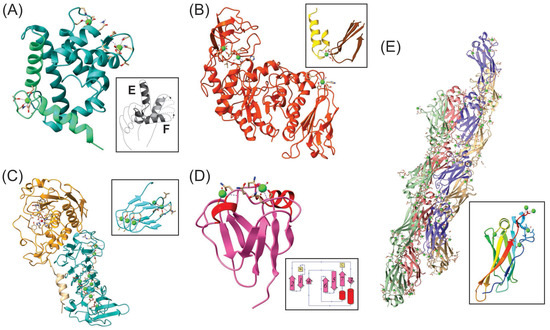 Plants | Free Full-Text | Unveiling the Secrets of Calcium-Dependent ...