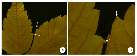 Inaugural Description of Extrafloral Nectaries in Sapindaceae ...