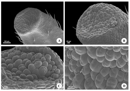 Inaugural Description of Extrafloral Nectaries in Sapindaceae ...