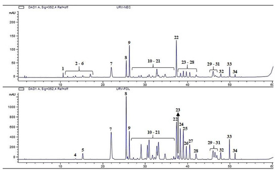 Inaugural Description of Extrafloral Nectaries in Sapindaceae ...