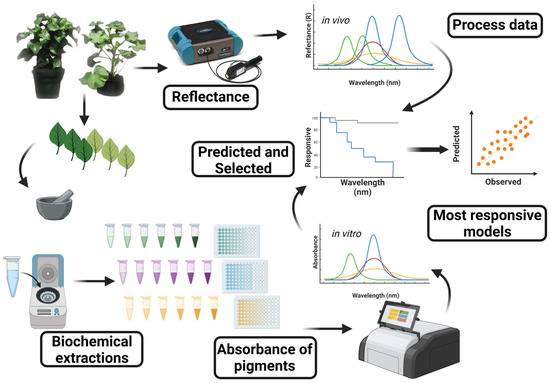 Plants | Free Full-Text | Chemometric Analysis for the Prediction of ...