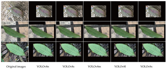 An Approach for Plant Leaf Image Segmentation Based on YOLOV8 and the Improved DEEPLABV3+