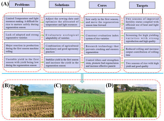 Ratoon Rice System of Production: A Rapid Growth Pattern of Multiple ...