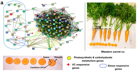 Comparative Root Transcriptome Profiling and Gene Regulatory Network Analysis between Eastern ...