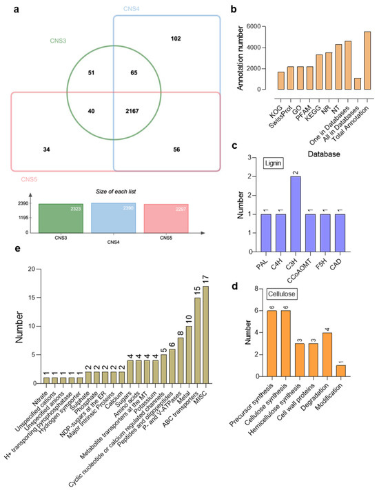 Anatomical and Transcriptome Analyses of Moso Bamboo Culm Neck Growth ...