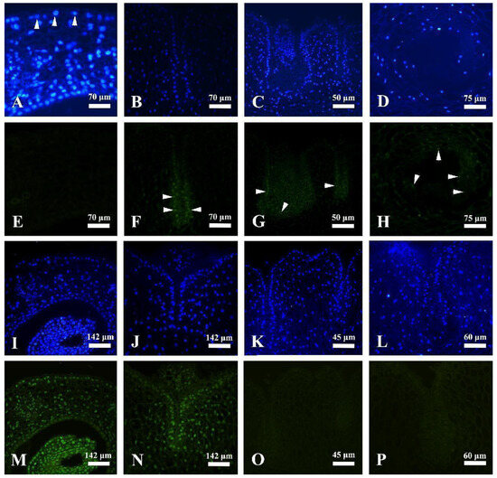Plants | Free Full-Text | Novel Mechanisms Underlying Rubber Accumulation and Programmed Cell ...