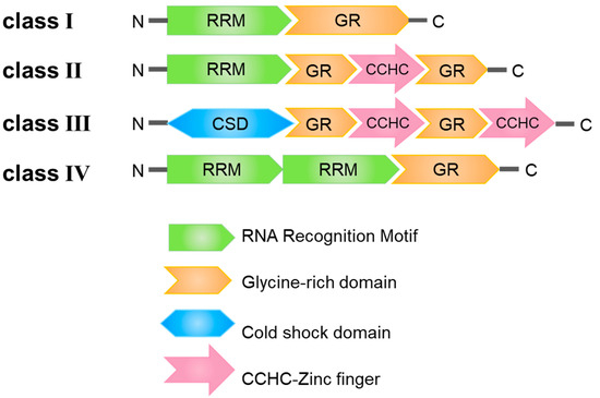 The Glycine-Rich RNA-Binding Protein Is a Vital Post-Transcriptional ...