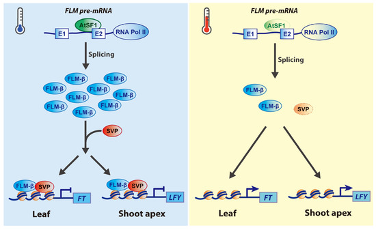 Regulation of Flowering Time and Other Developmental Plasticities by 3 ...