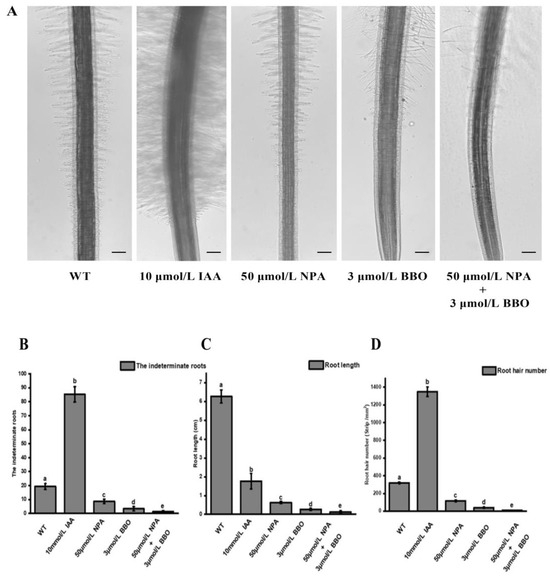 The Developmental Mechanism of the Root System of Cultivated ...