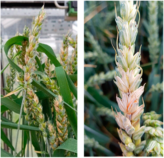 Hyperspectral Imaging and Selected Biological Control Agents for the ...