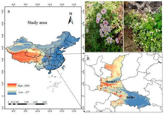 Impacts of Climate Changes on Geographic Distribution of Primula ...