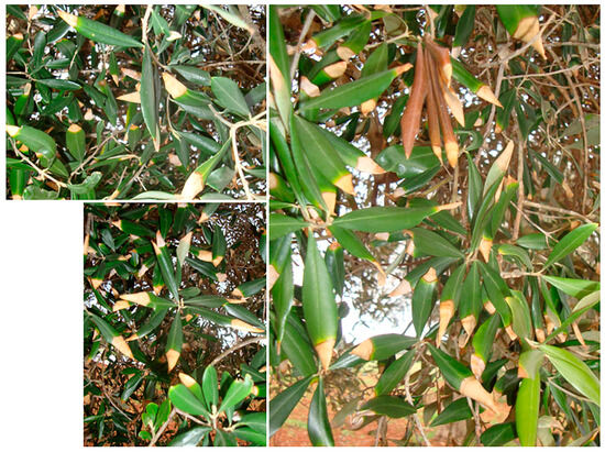 Xylella fastidiosa subsp. pauca, Neofusicoccum spp. and the Decline of ...