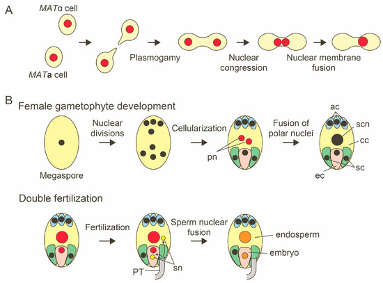 Nuclear Fusion in Yeast and Plant Reproduction
