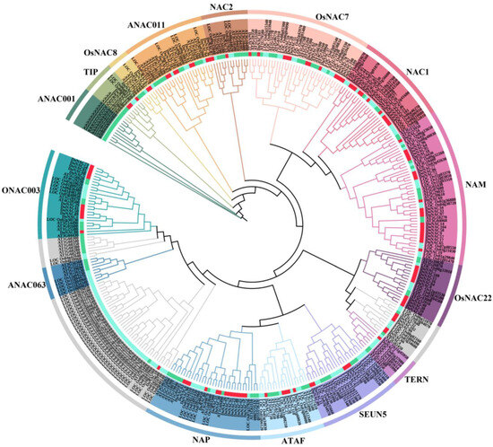 Genome-Wide Identification and Characterization of the NAC Gene Family ...
