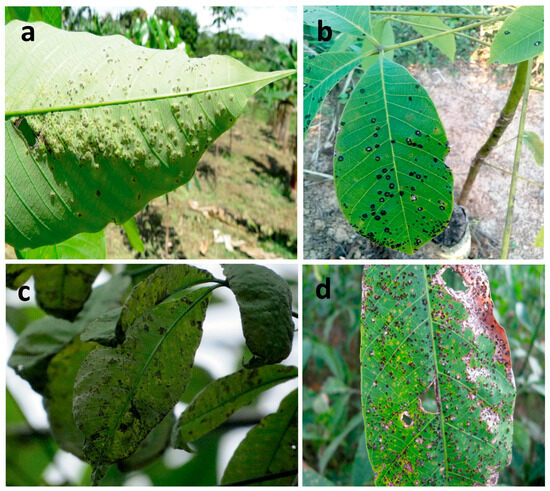 Plants | Free Full-Text | Performance- and Resistance-Related Early ...