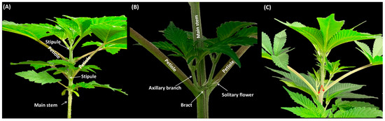 Morphological Characterization of Cannabis sativa L. Throughout Its ...